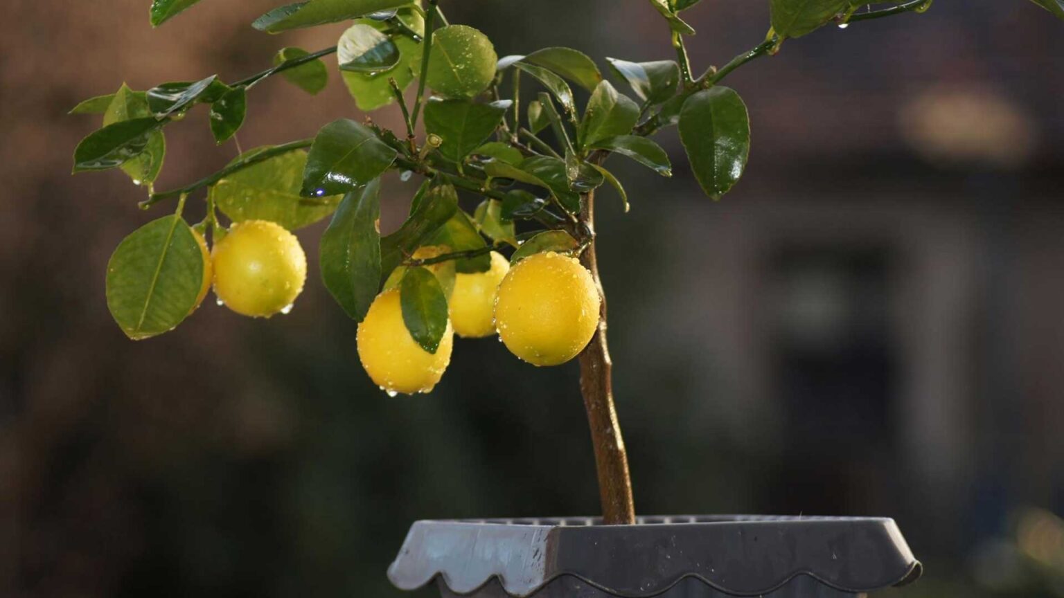 Brilliant Ways To Grow Lemon Trees in Pots - Crisp Cove