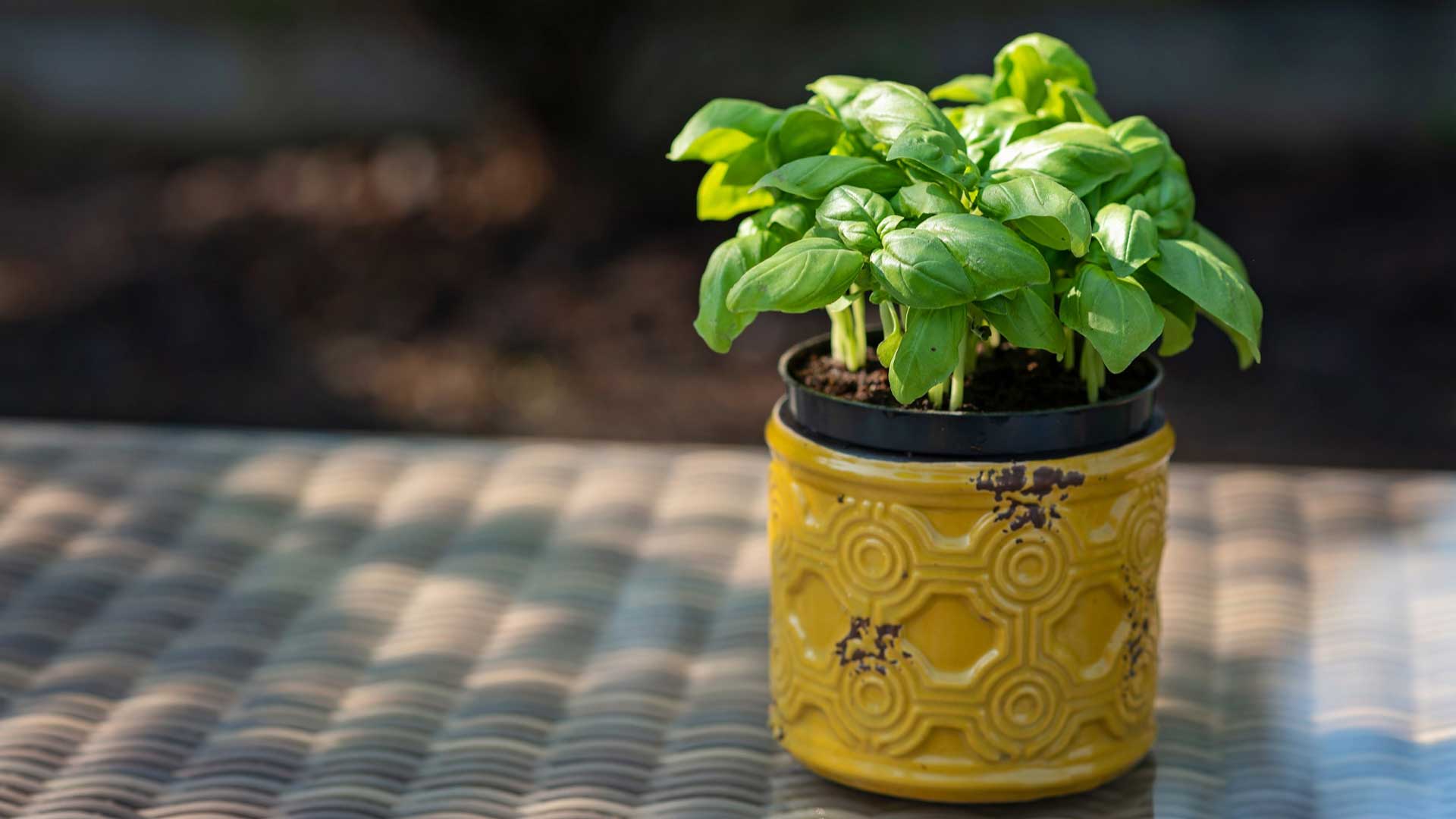 Brilliant Ways To Grow Lemon Trees in Pots - Crisp Cove